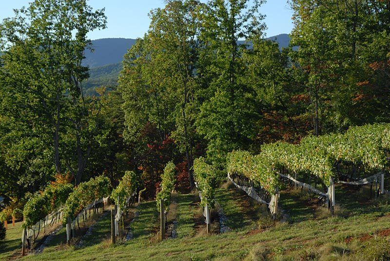 Take a Wine Tour Through Picturesque North Georgia