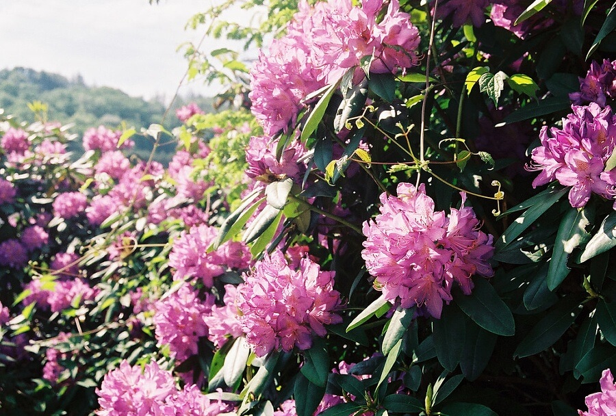 The Tennessee Wildflower Hikes To Take in Spring, Summer & Early Fall
