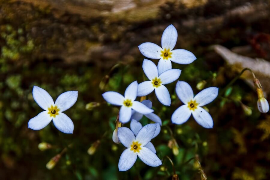 The Tennessee Wildflower Hikes To Take in Spring, Summer & Early Fall ...