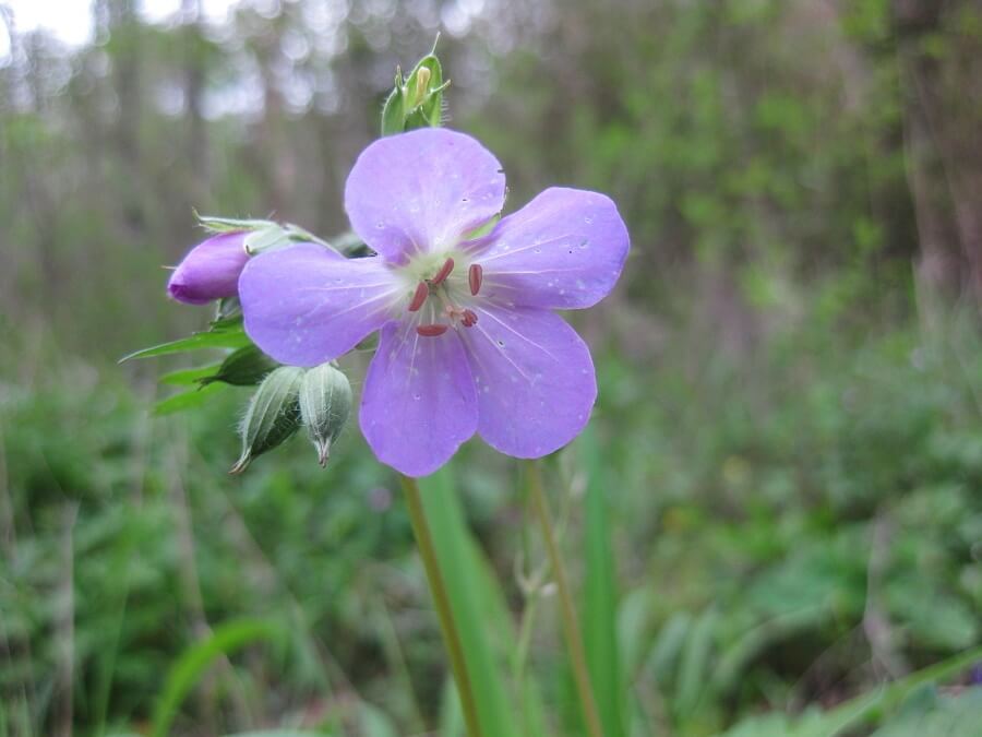 The Tennessee Wildflower Hikes To Take in Spring, Summer & Early Fall