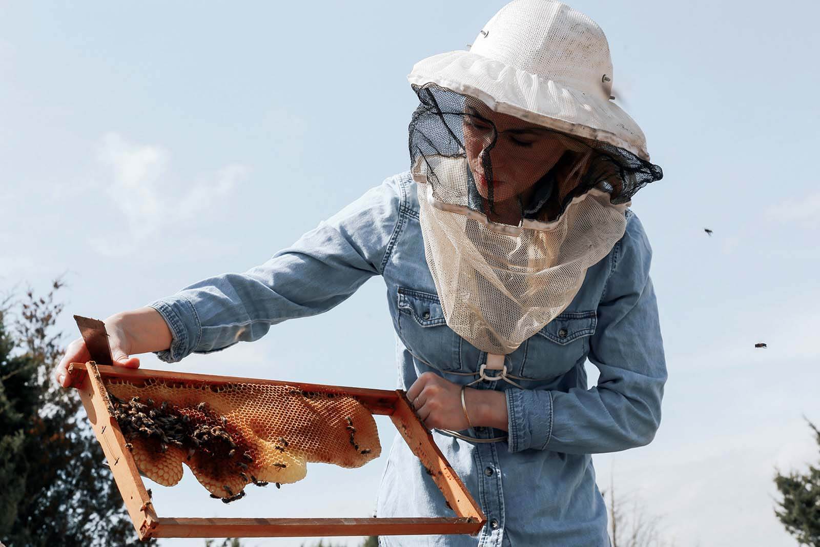 Beekeeping Myths — BUSTED — with Erika Thompson | StyleBlueprint