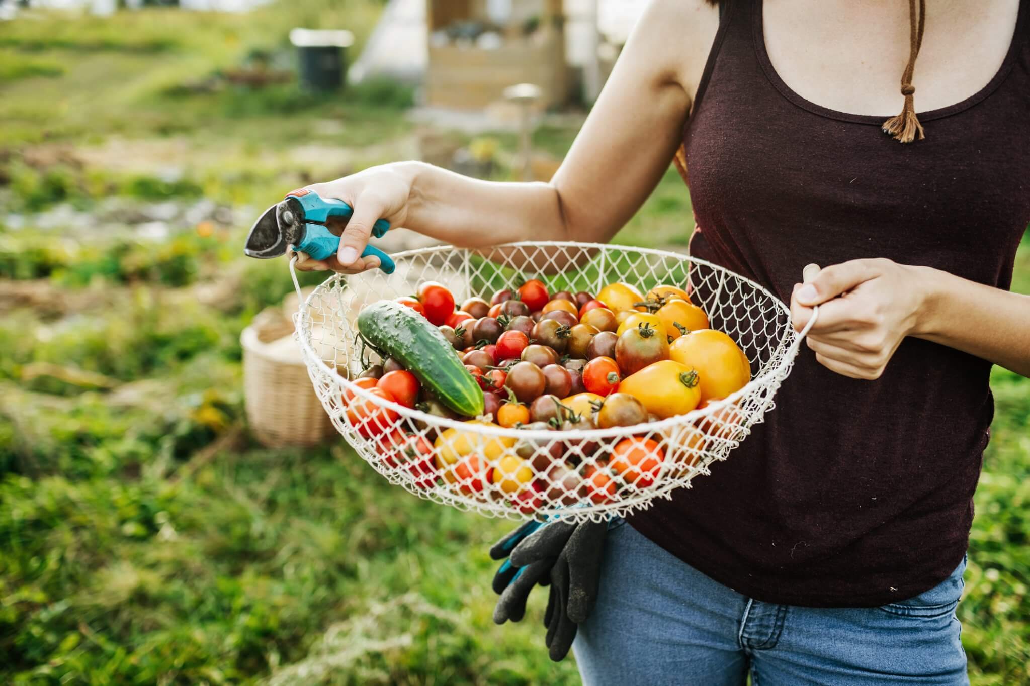 Your Guide to Memphis Community Gardens | StyleBlueprint