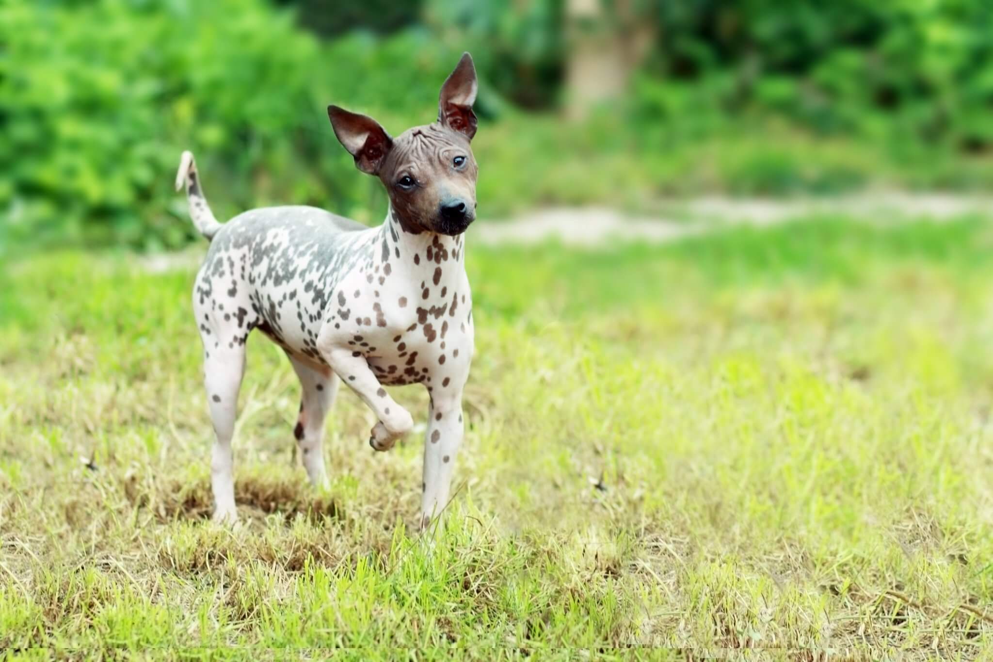 18 Southern Dog Breeds to Know and Love | StyleBlueprint.com