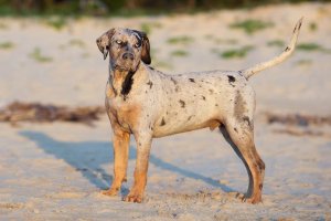 18 Southern Dog Breeds to Know and Love | StyleBlueprint.com