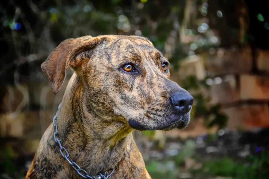 18 Southern Dog Breeds to Know and Love | StyleBlueprint.com