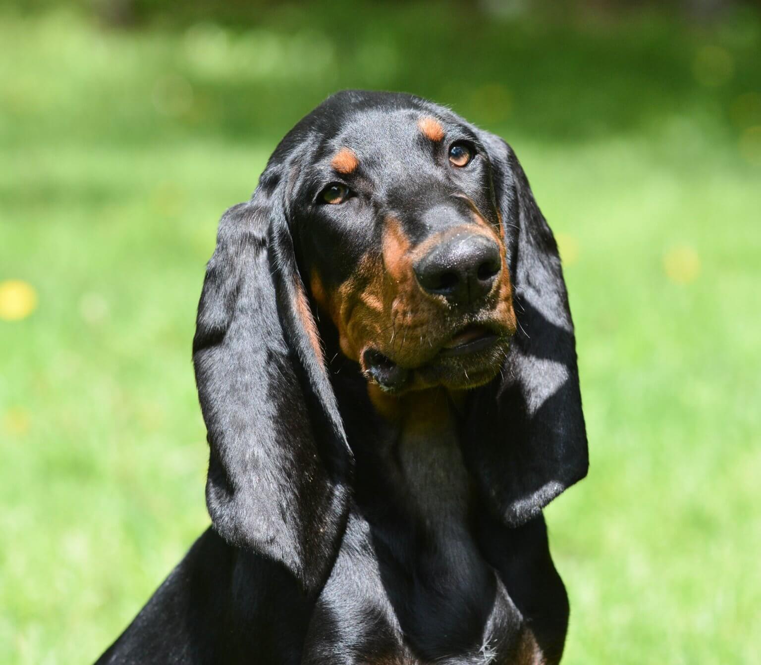 18 Southern Dog Breeds to Know and Love | StyleBlueprint.com