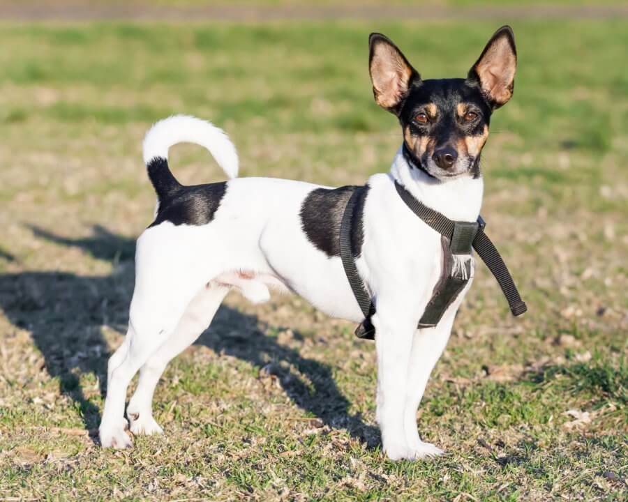 18 Southern Dog Breeds to Know and Love | StyleBlueprint.com