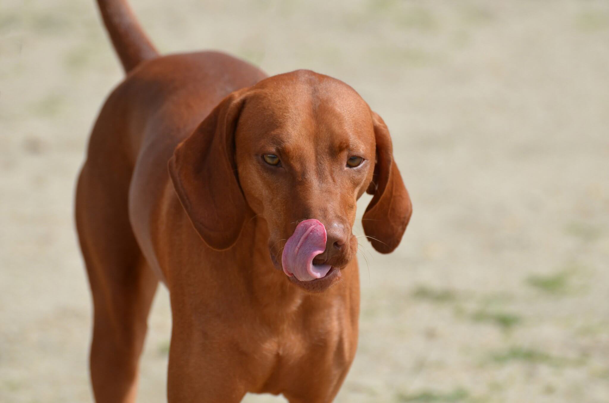 18 Southern Dog Breeds to Know and Love | StyleBlueprint.com