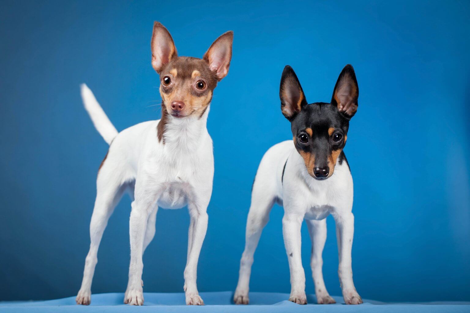 18 Southern Dog Breeds to Know and Love | StyleBlueprint.com