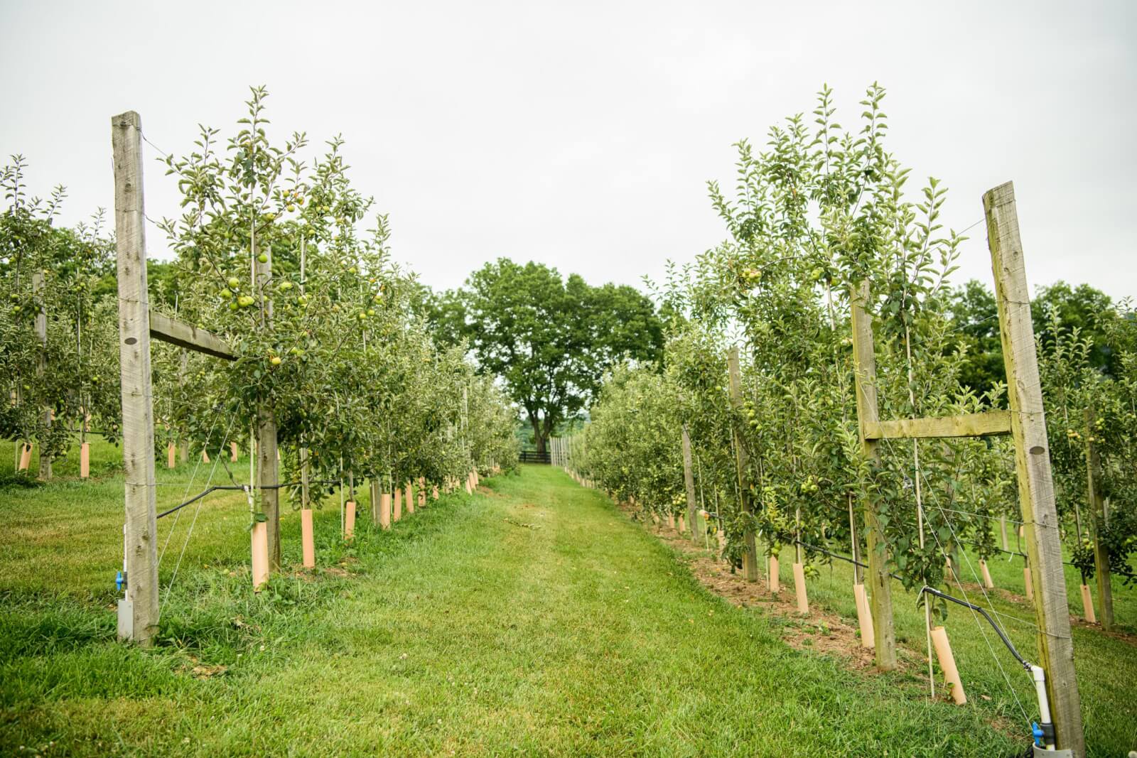 The South’s Newest Luxury Farm Resort: Southall Farm and Inn