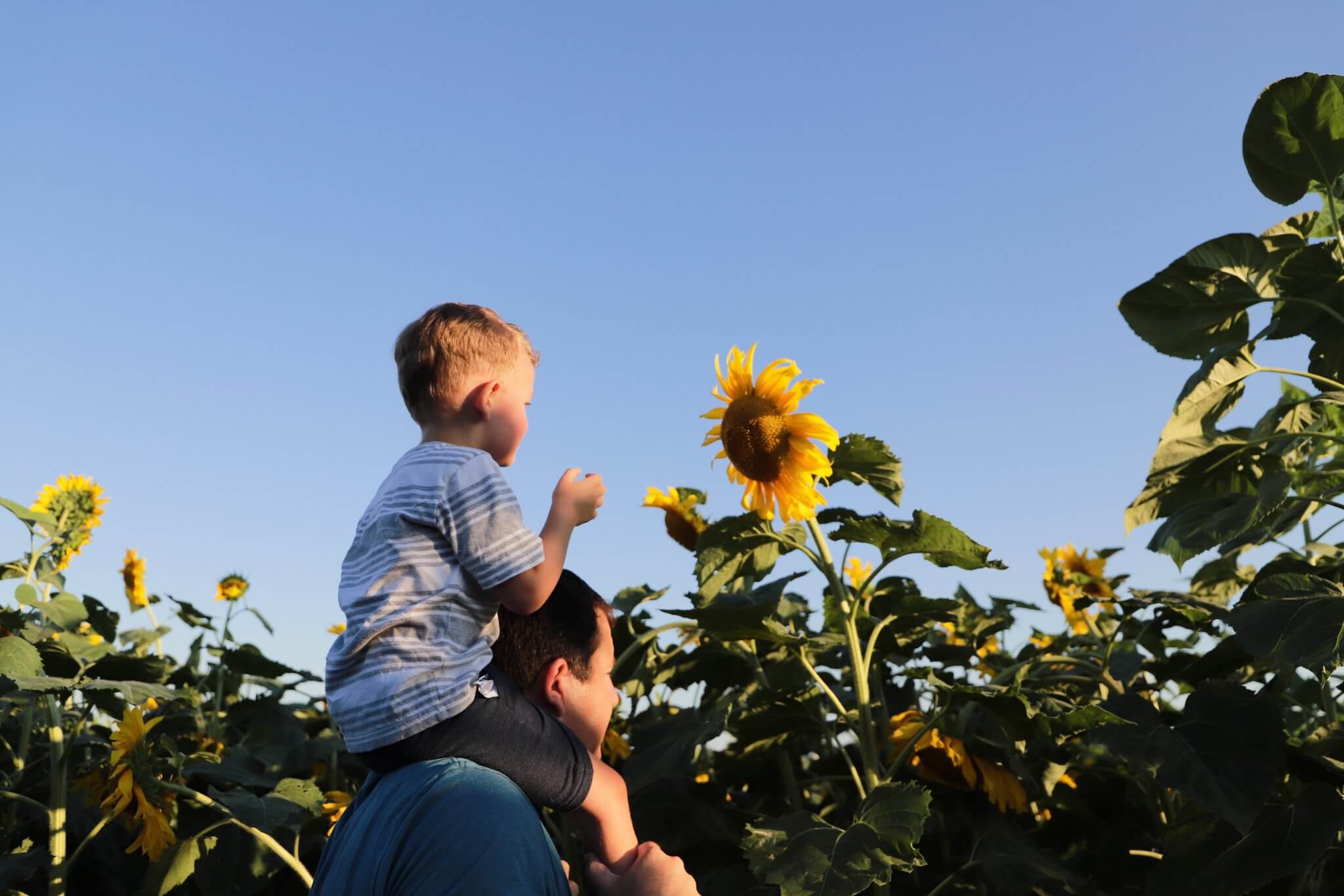 12 Sunflower Fields to Visit This Summer | StyleBlueprint