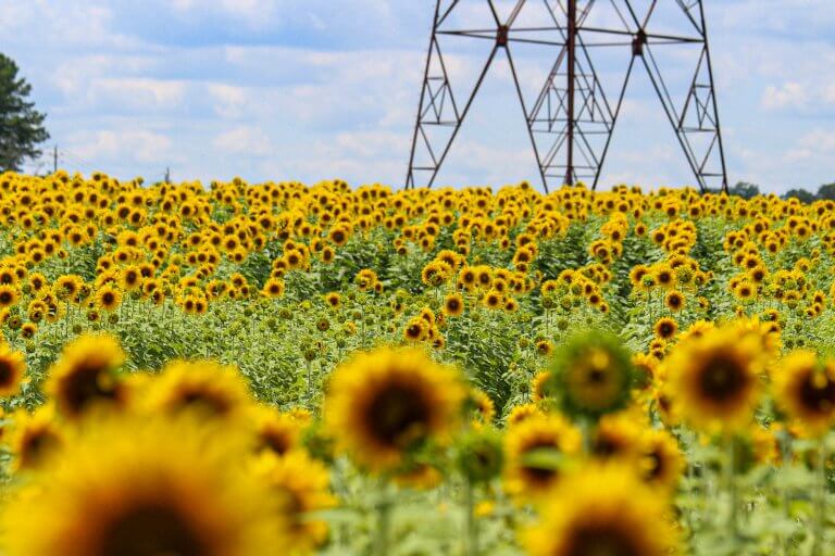12 Sunflower Fields to Visit This Summer | StyleBlueprint