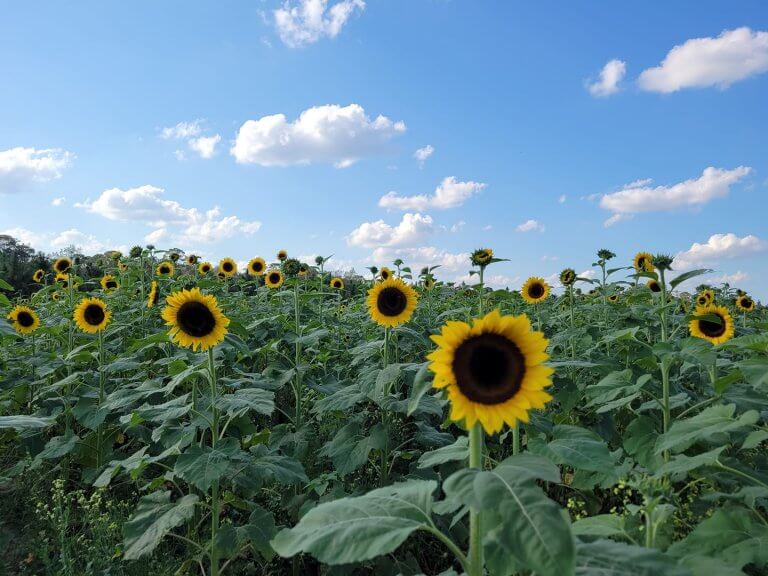12 Sunflower Fields to Visit This Summer | StyleBlueprint