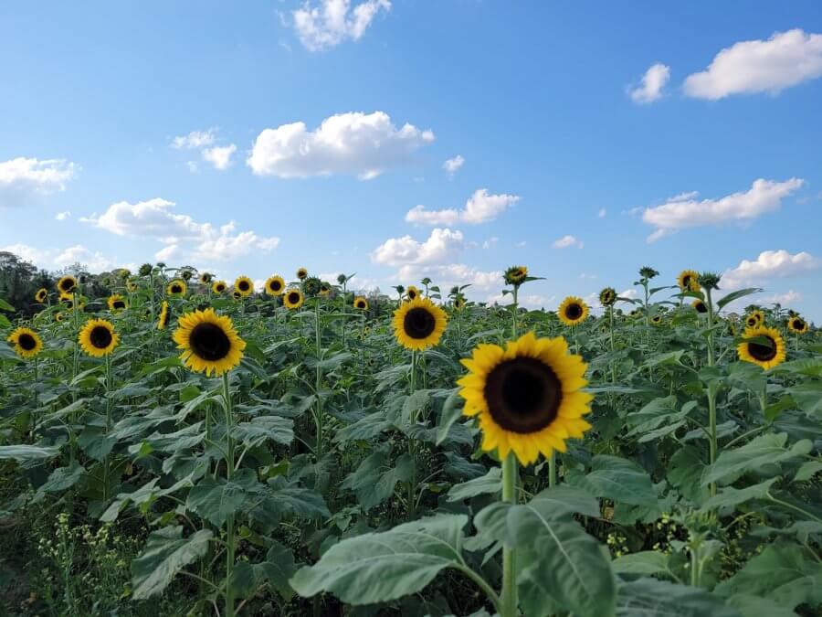 12 Sunflower Fields to Visit This Summer