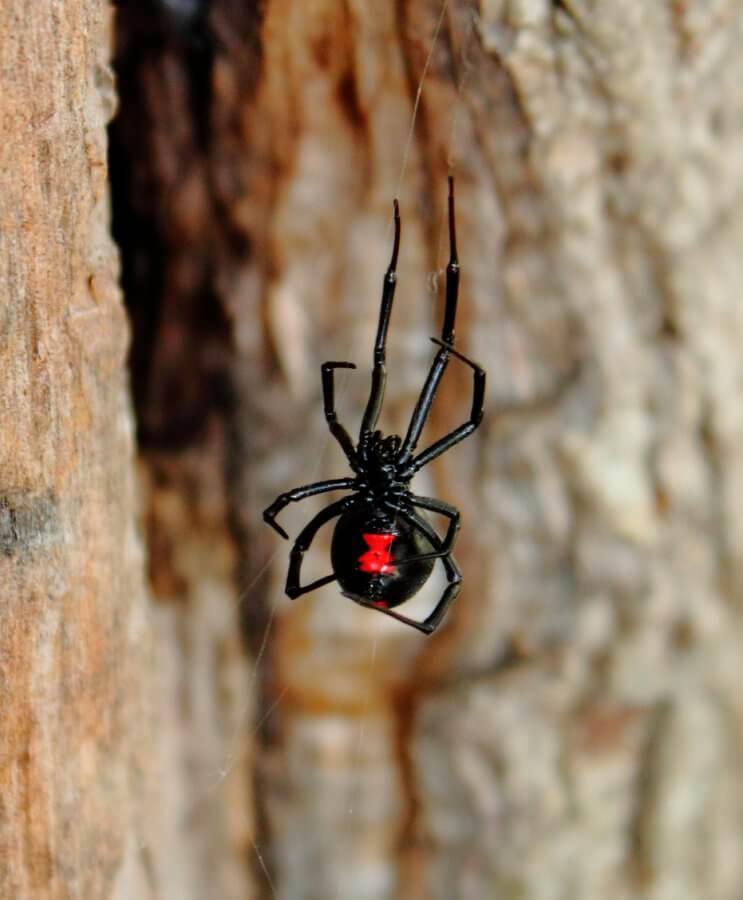 4 Venomous Southern Spiders (and 4 Not to Worry About) | StyleBlueprint