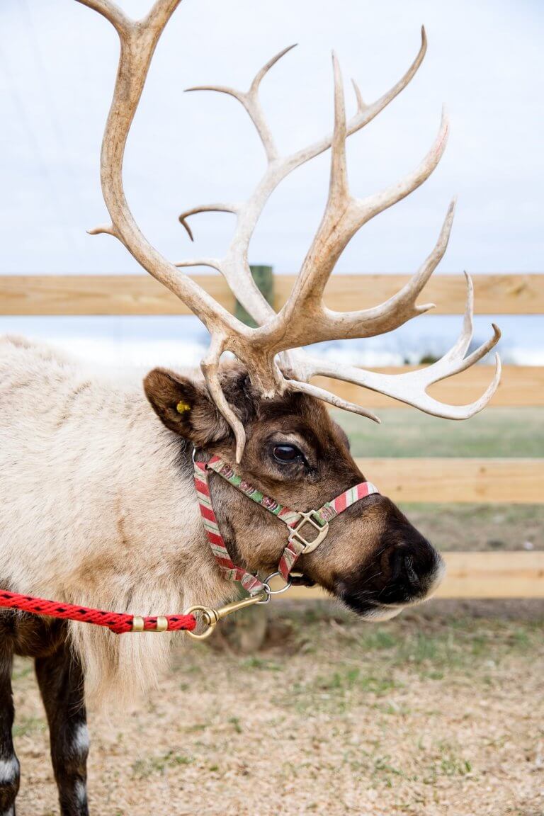 6 Reasons to Visit Bowling Green, KY This Holiday Season | StyleBlueprint