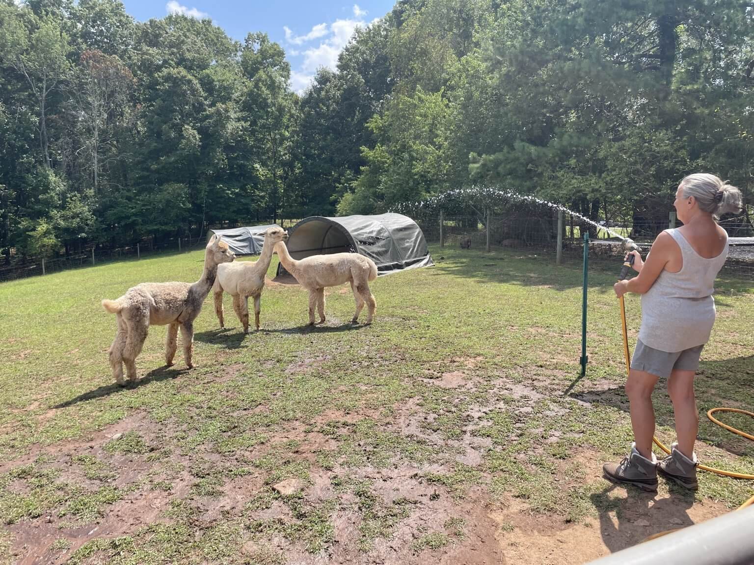 The Heartwarming Story of a Georgia Farm and Its Deaf-Inclusive Mission ...