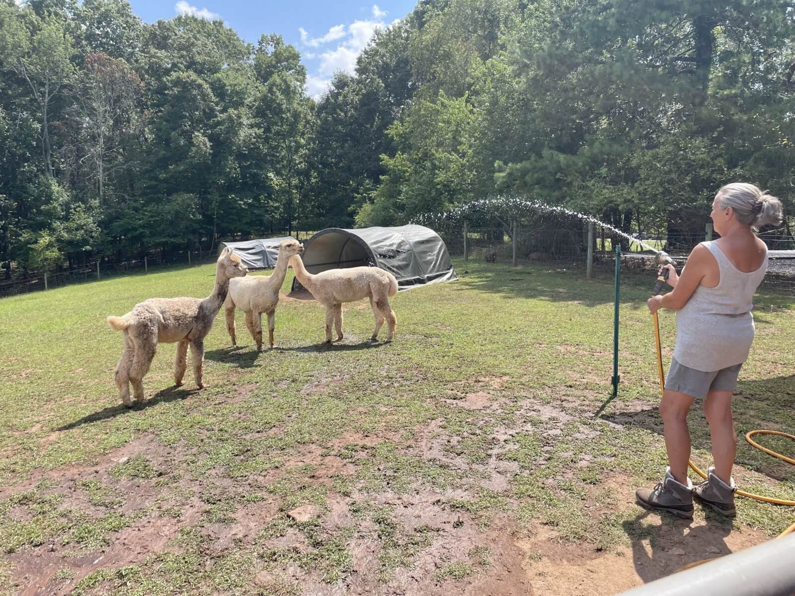 The Heartwarming Story of a Georgia Farm and Its Deaf-Inclusive Mission ...