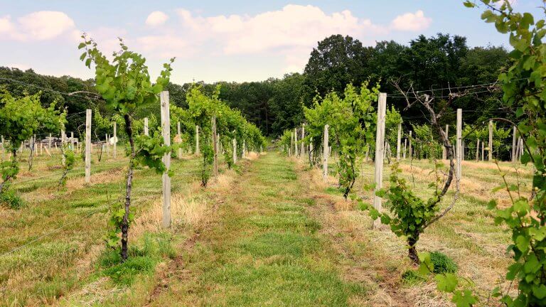 9 Kentucky Wineries You Need to Visit
