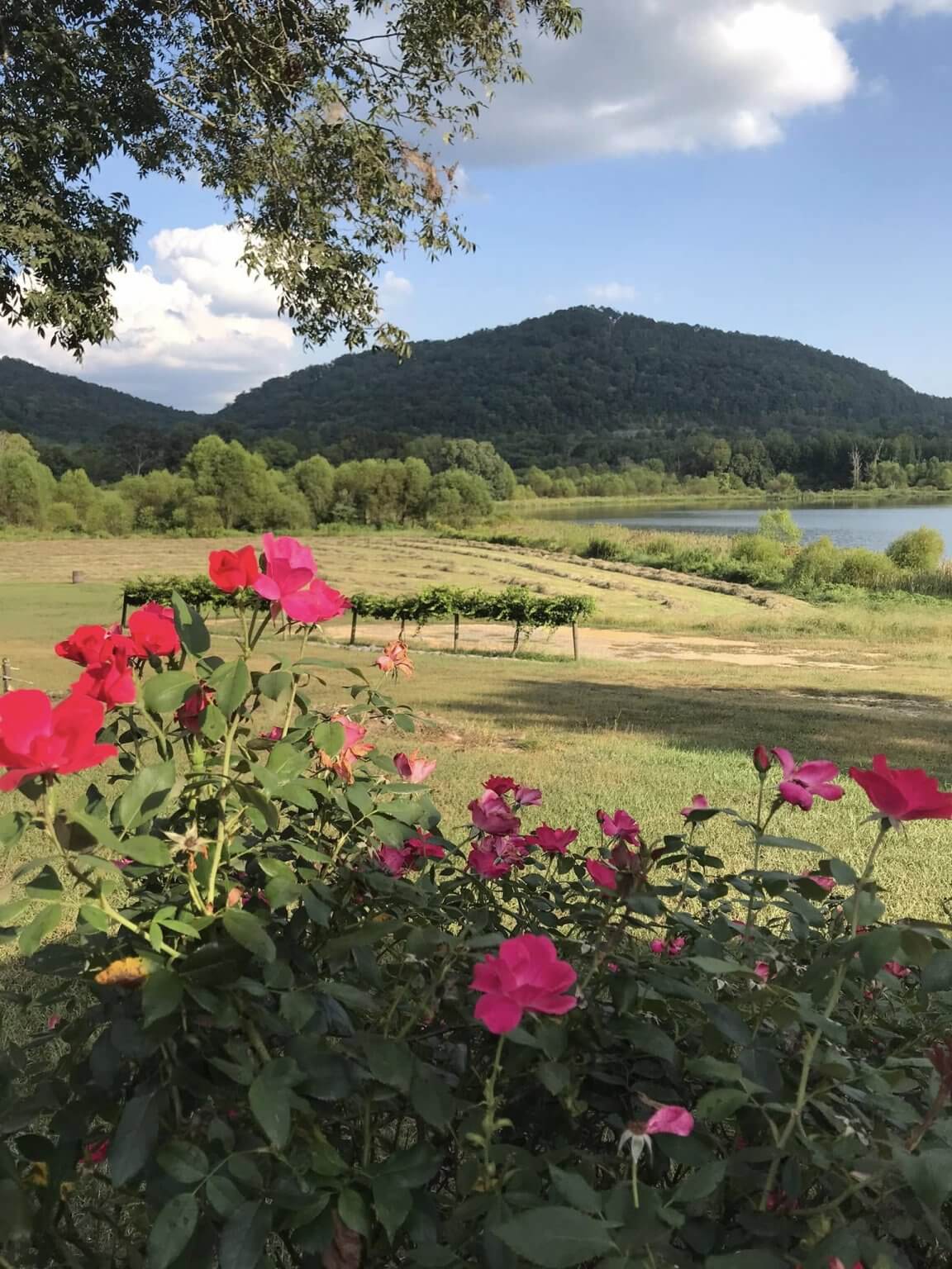 Weekend Getaway: North Alabama Wine Trail | StyleBlueprint