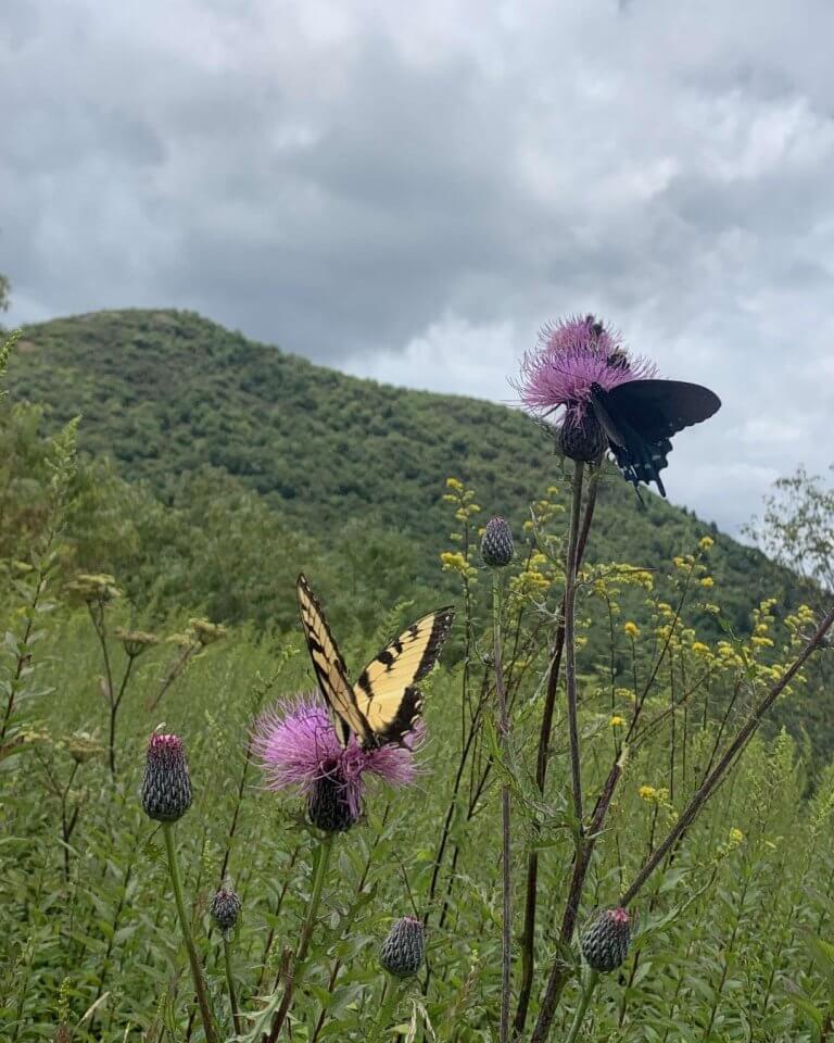 Southern Wildflower Fields: 5 Trails for Late-Season Blooms