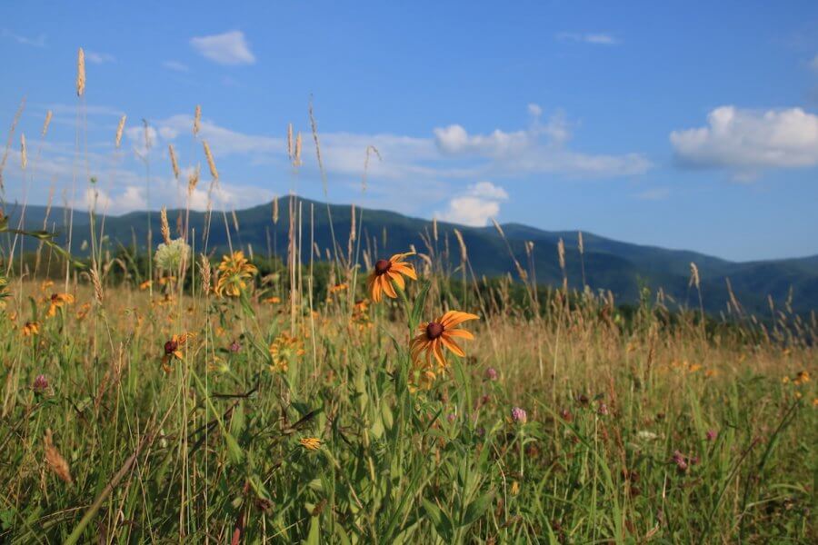 Southern Wildflower Fields: 5 Trails for Late-Season Blooms