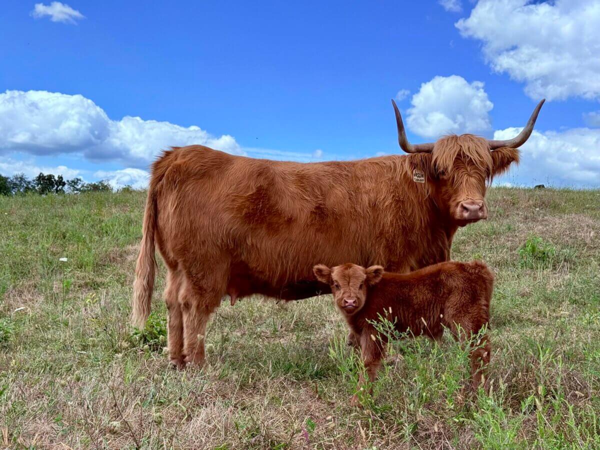 Kentucky is Your Destination for Highland Cows